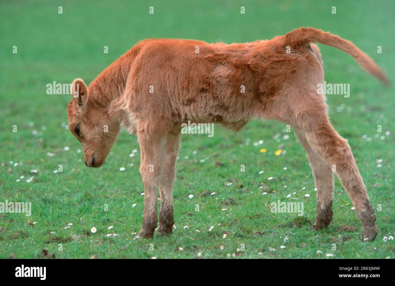 Aurochs (Bos primigenius), calf, stretching, Ur (Europe) (mammals ...