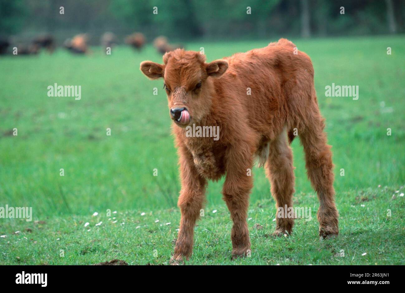 Aurochs, calf, Ur, Auerochse, Kalb, [Europa, europe, Saeugetiere ...