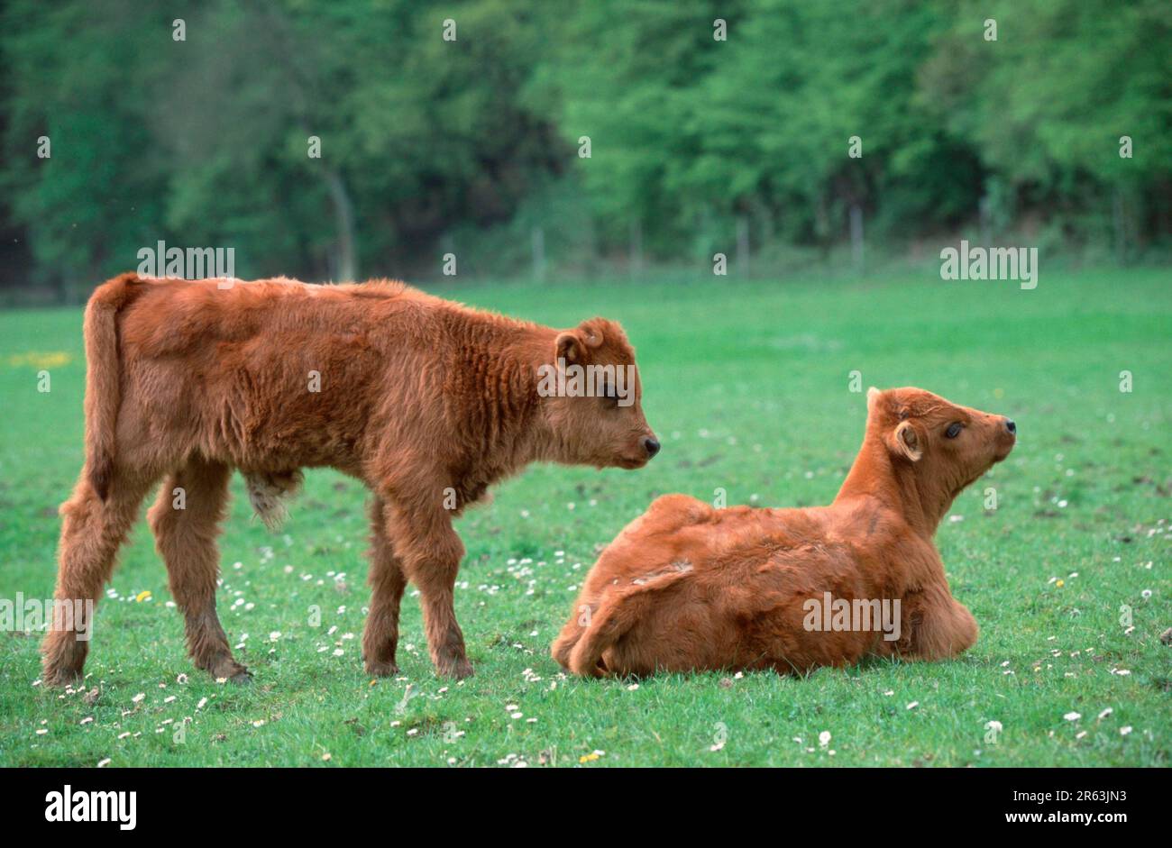 Aurochs, calves, Ure, Auerochsen, Kaelber, [Europa, europe, Saeugetiere ...