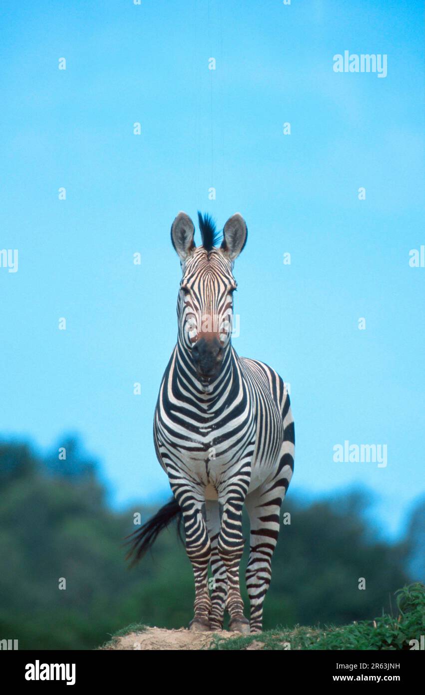 Hartmann's Mountain Zebra (Equus zebra hartmannae), stallion, Hartmann ...
