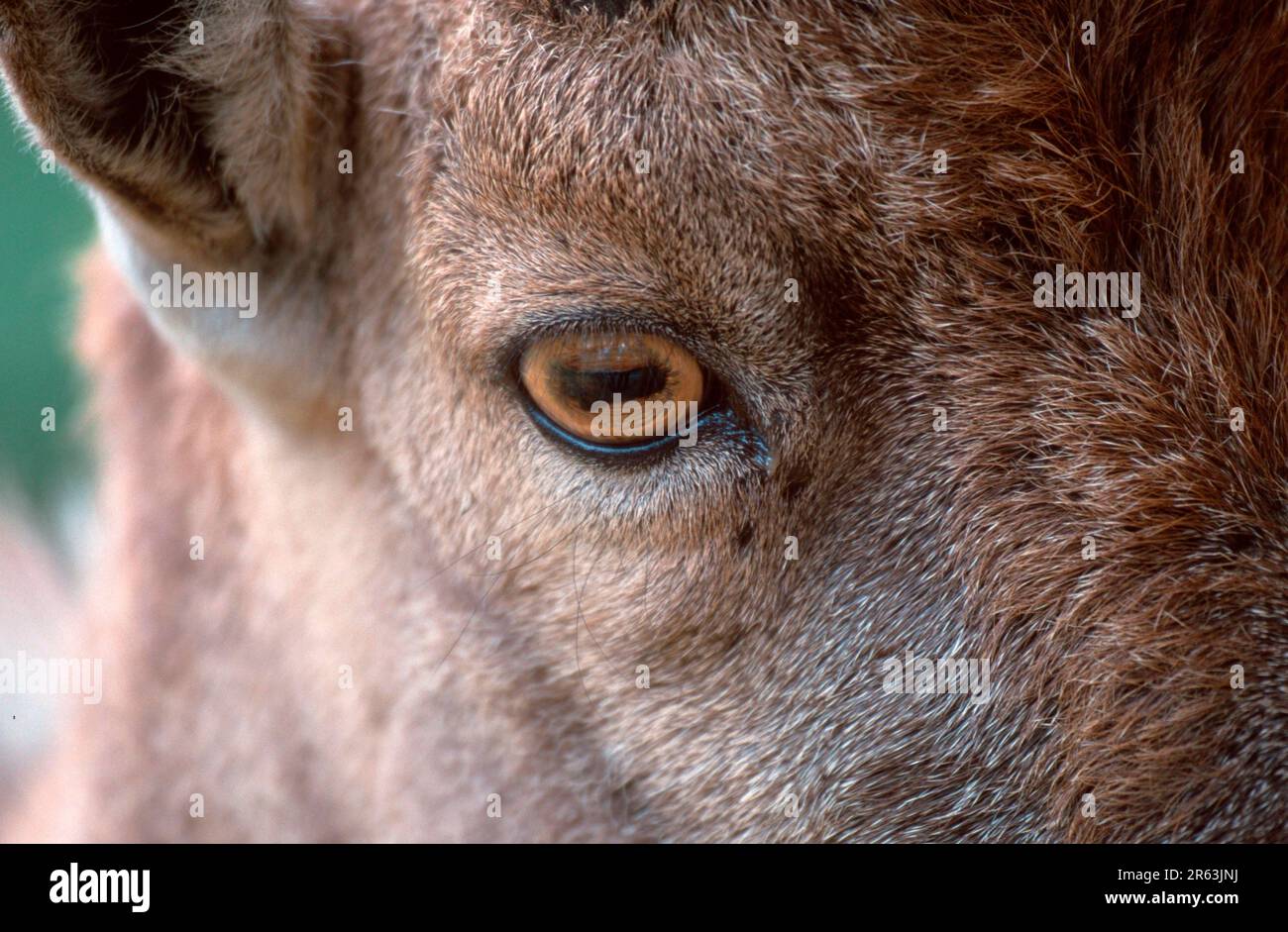 Alpine Ibex (Capra ibex), male, eye, Alpensteinbock, maennlich, Auge ...