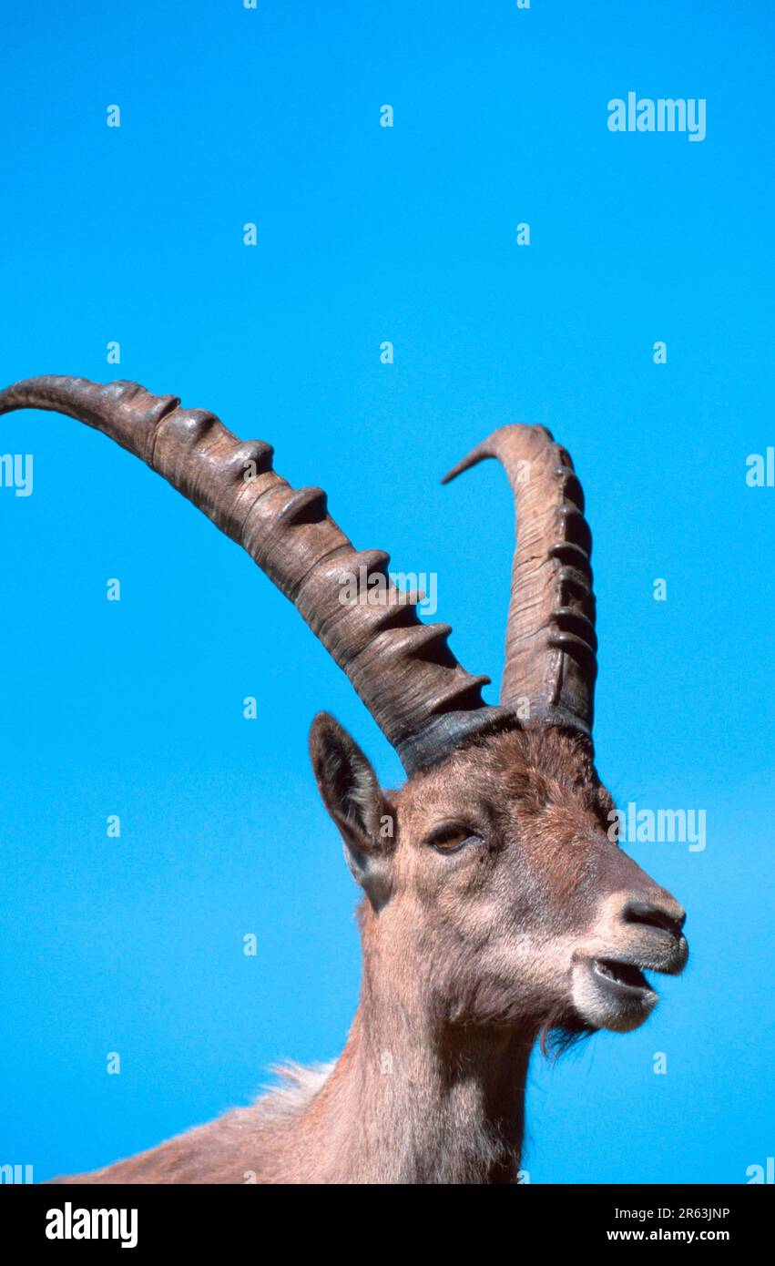 Alpensteinbock alpine ibex male head hi-res stock photography and ...