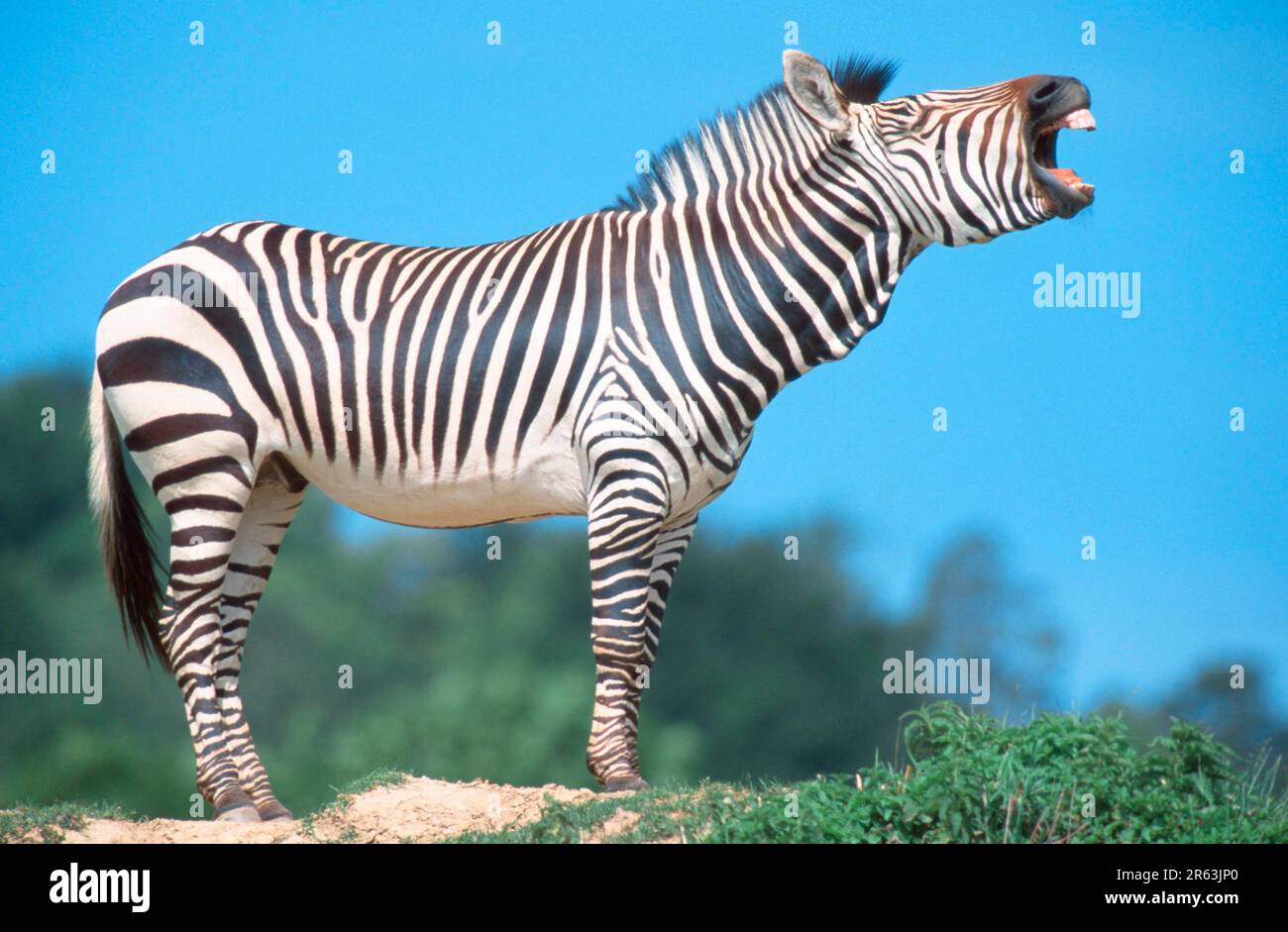 Hartmann's Mountain Zebra (Equus zebra hartmannae), stallion, yawning ...