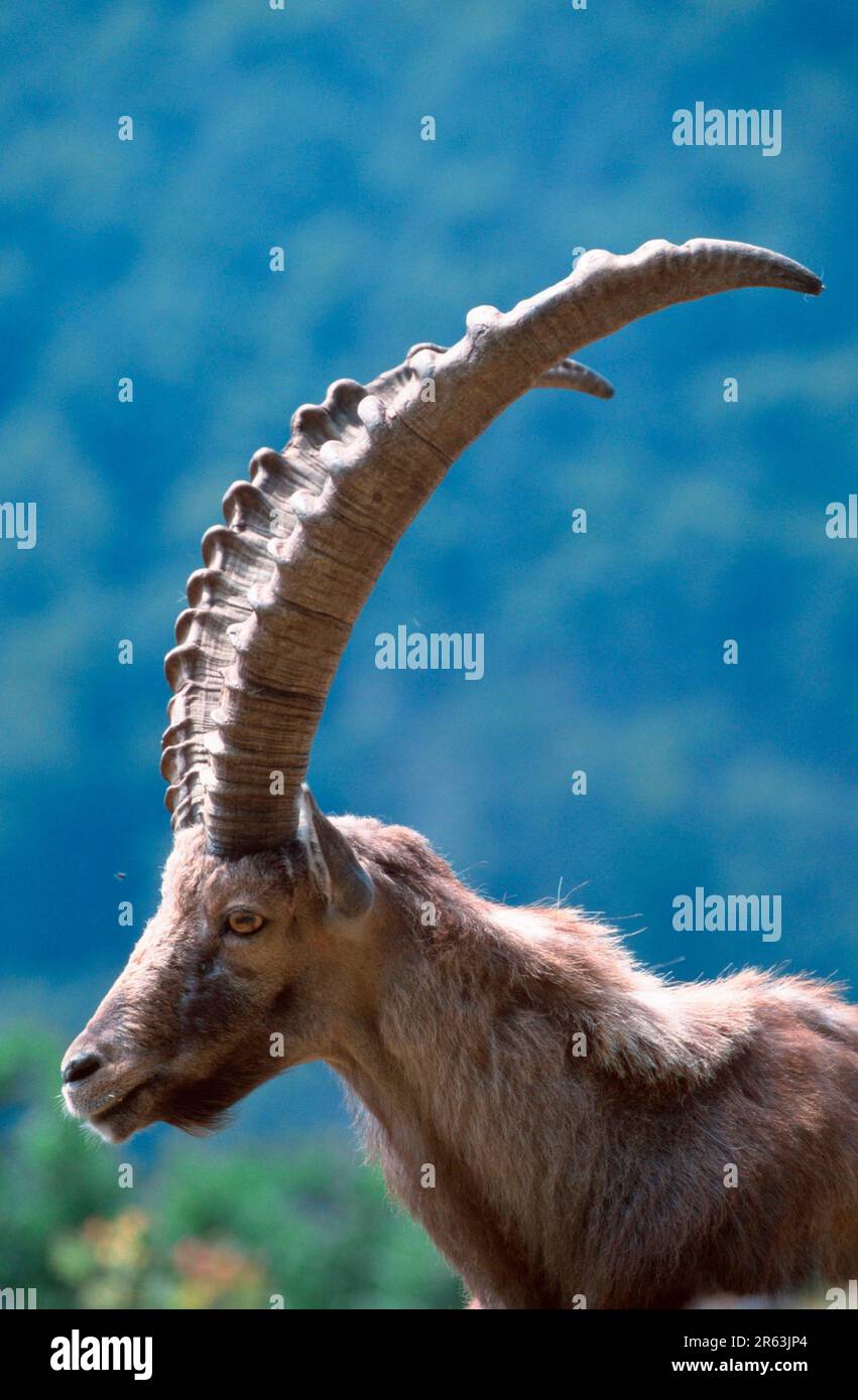 Alpine ibex (Capra ibex), male (Alps) (alps) (Europe) (mountains ...