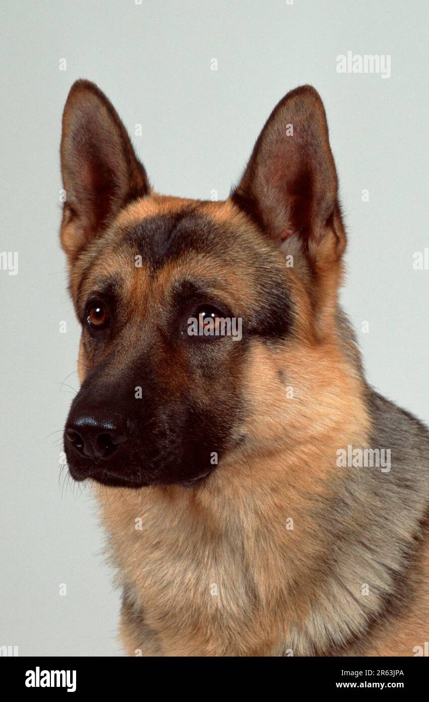 German shepherd head shot hi-res stock photography and images - Alamy