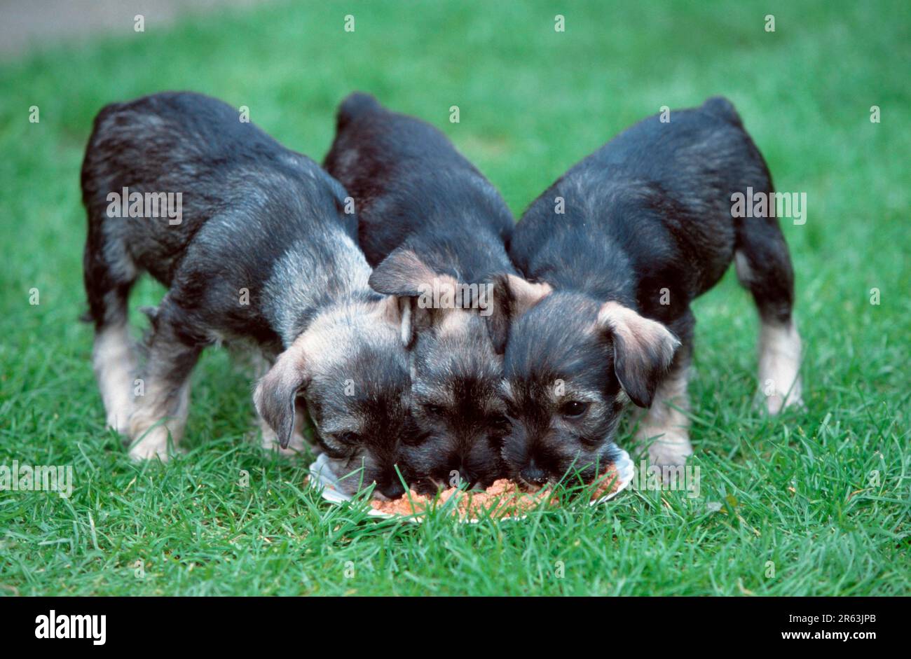 Miniature Schnauzer, pepper-salt, puppies, 7 weeks, eat together ...