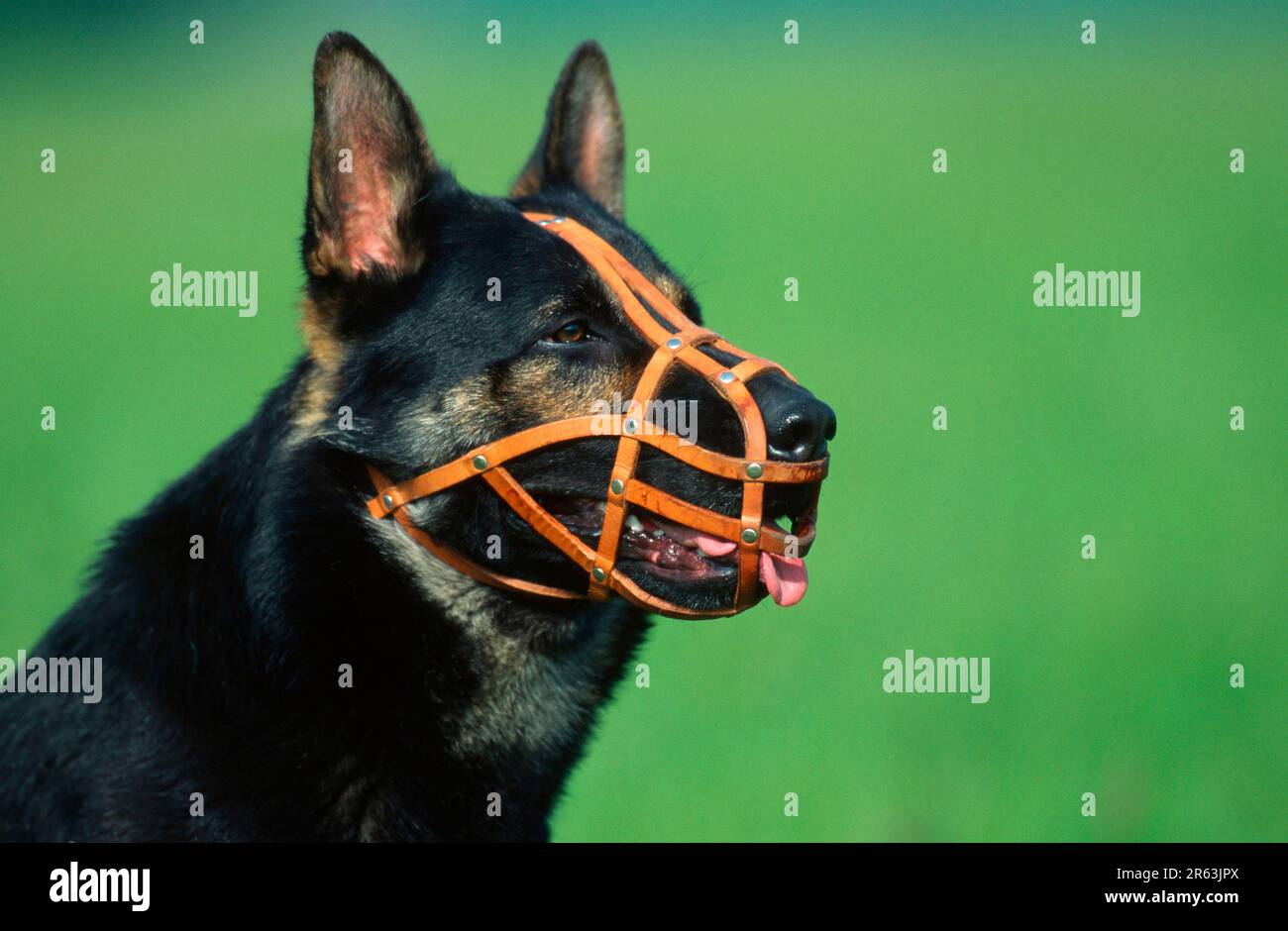 German Shepherd Dog, Shepherd Dog, Muzzle Stock Photo - Alamy