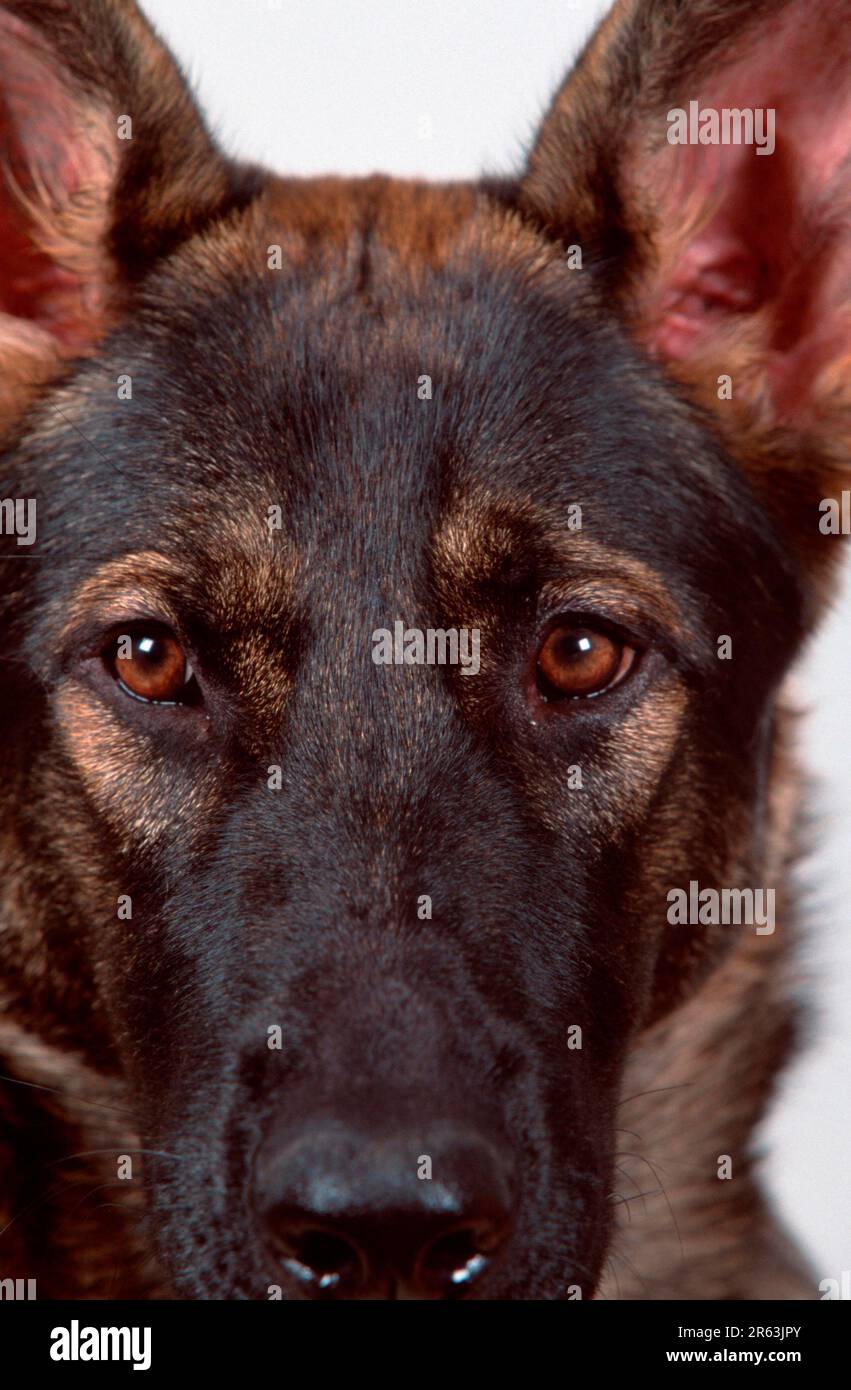 German shepherd head shot hi-res stock photography and images - Alamy
