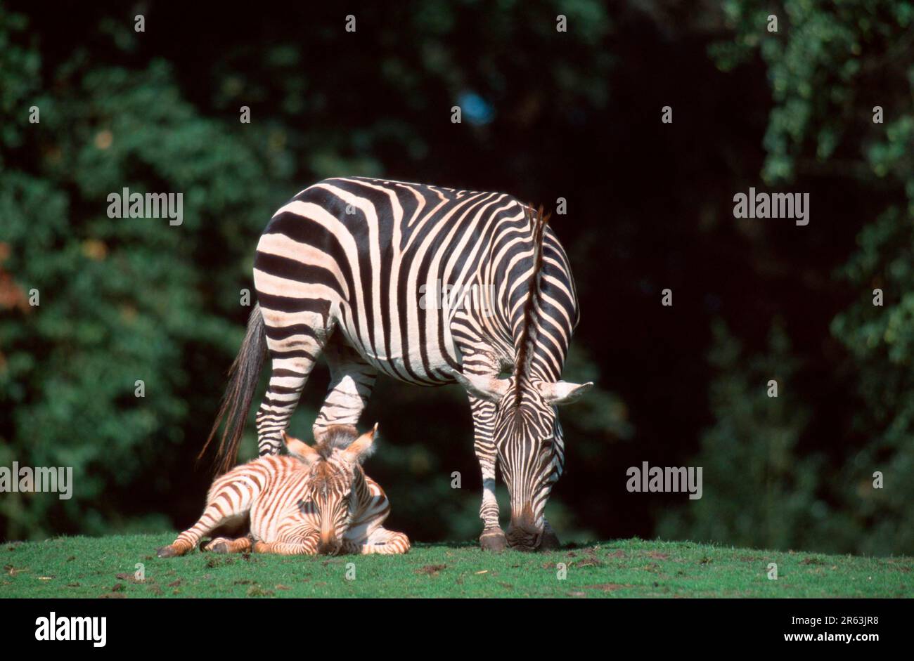 Confidence for zebras hi-res stock photography and images - Alamy
