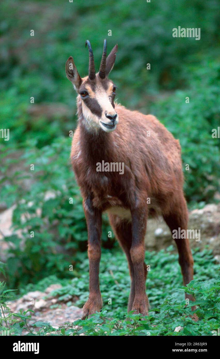 Animals of alps hi-res stock photography and images - Alamy