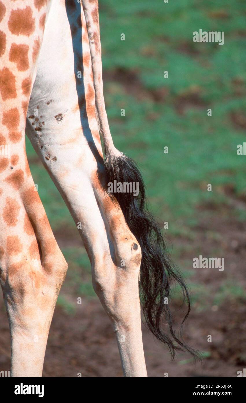 Giraffe (Giraffa camelopardalis), tail, tail (mammals) (ungulates ...
