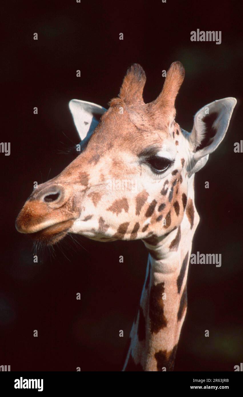 Giraffe (Giraffa camelopardalis), Giraffe, [Saeugetiere, mammals ...