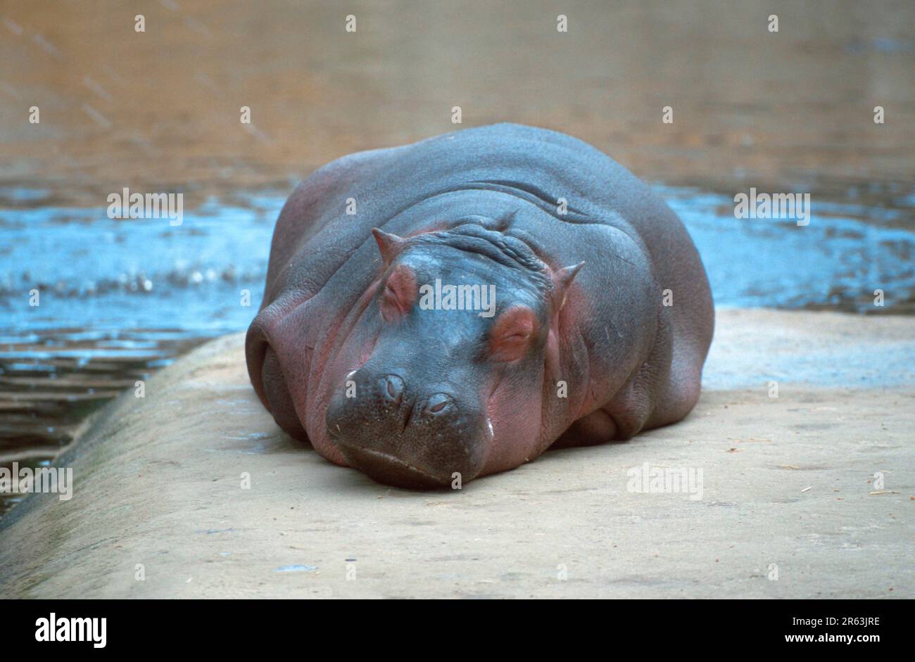 Hippopotamus (Hippopotamus amphibius), sleeping, Flusspferd, schlafend ...