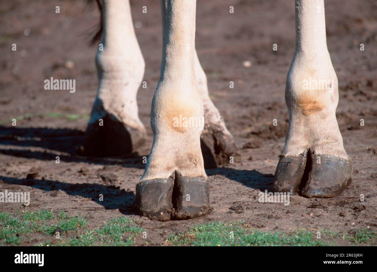 Giraffe (Giraffa camelopardalis), hooves Stock Photo - Alamy