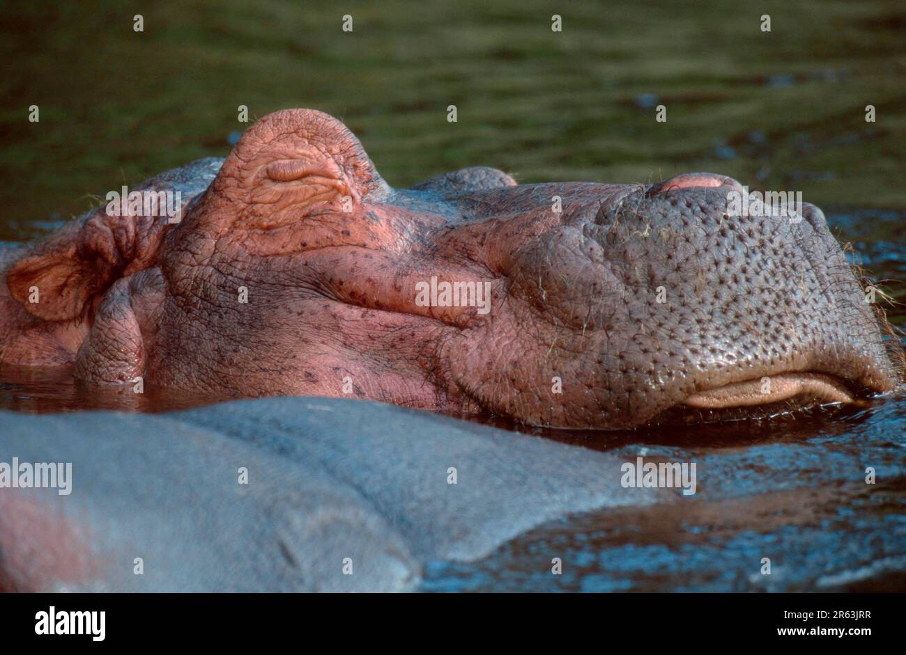 Hippopotamus (Hippopotamus amphibius), sleeping, hippo Stock Photo - Alamy