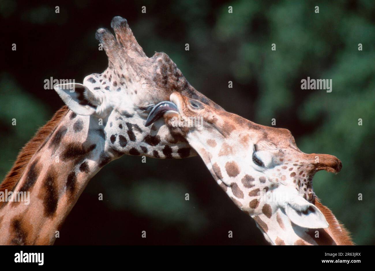 Giraffes (Giraffa camelopardalis), pair, Giraffen, Paar, belecken sich ...