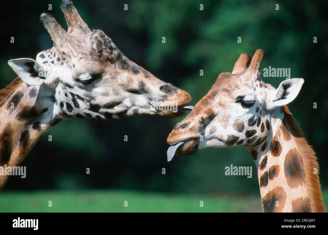 Giraffes (Giraffa camelopardalis), pair, licking each other (Africa ...