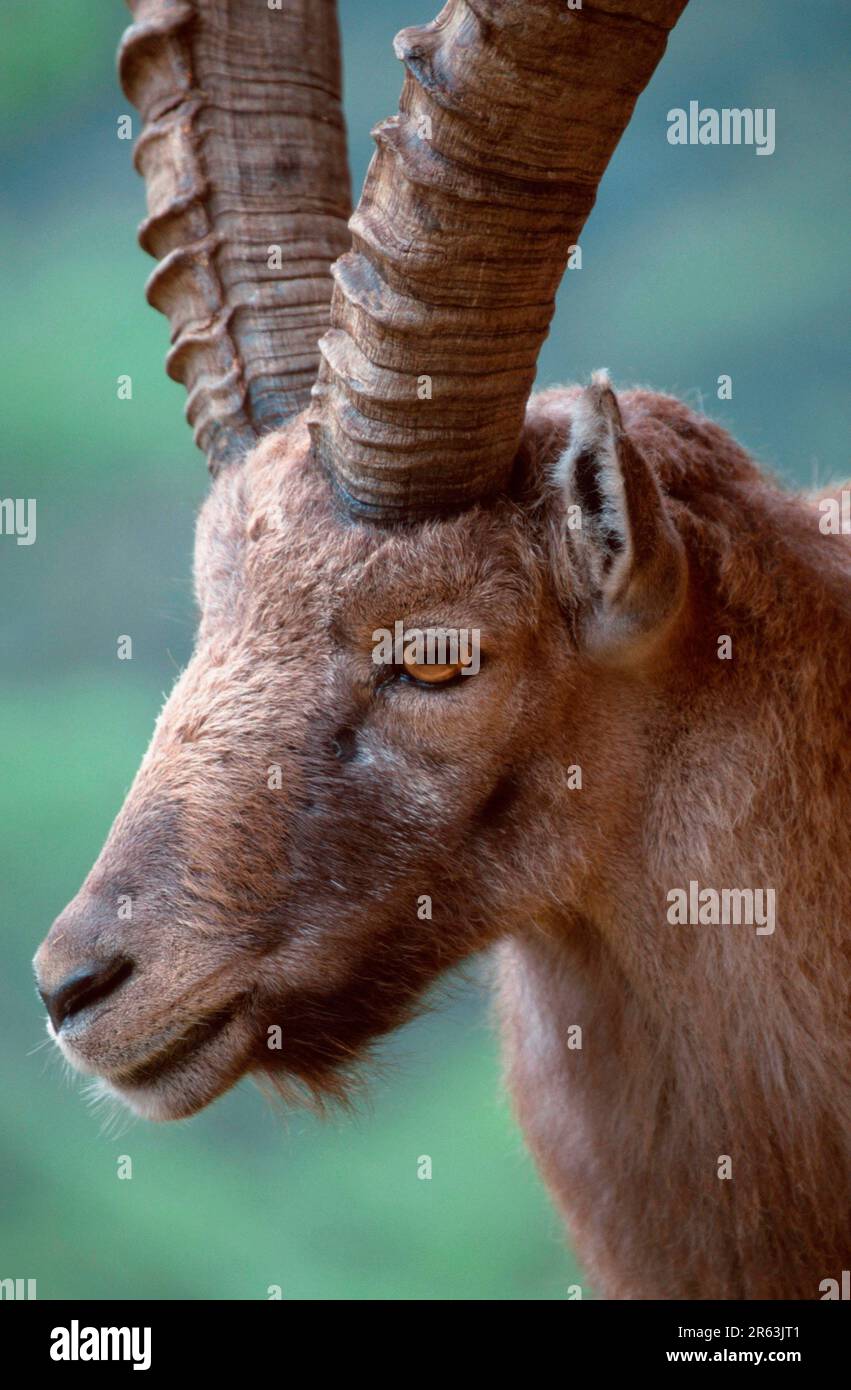 Alpine ibex (Capra ibex), male, face (mammals) (ungulates) (cloven ...