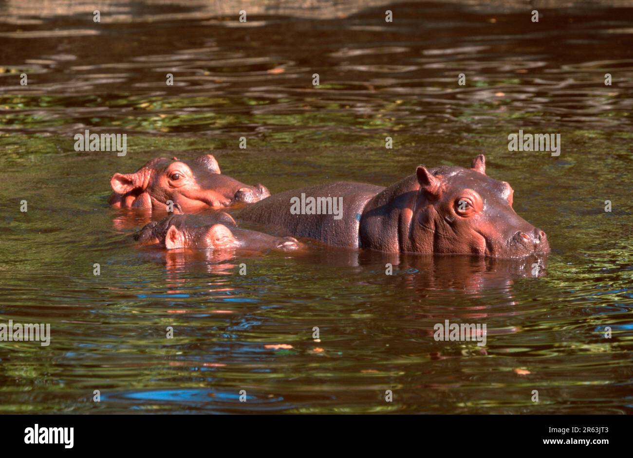 Young (Hippopotamus amphibius) hippo, hippos, young animals Stock Photo ...