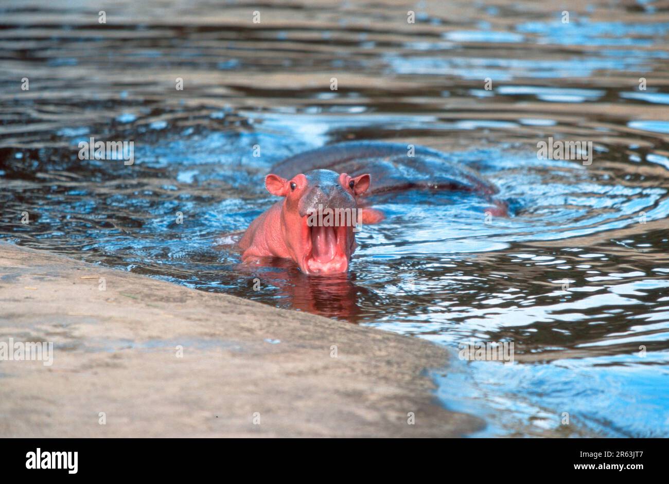 Young (Hippopotamus amphibius) hippo, yawning Stock Photo - Alamy