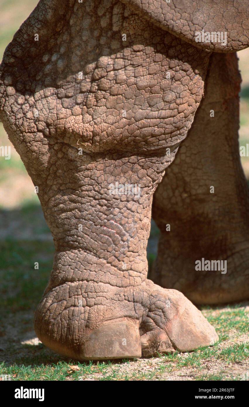 Indian rhinoceros (Rhinoceros unicornis), hind leg, armoured rhinoceros ...