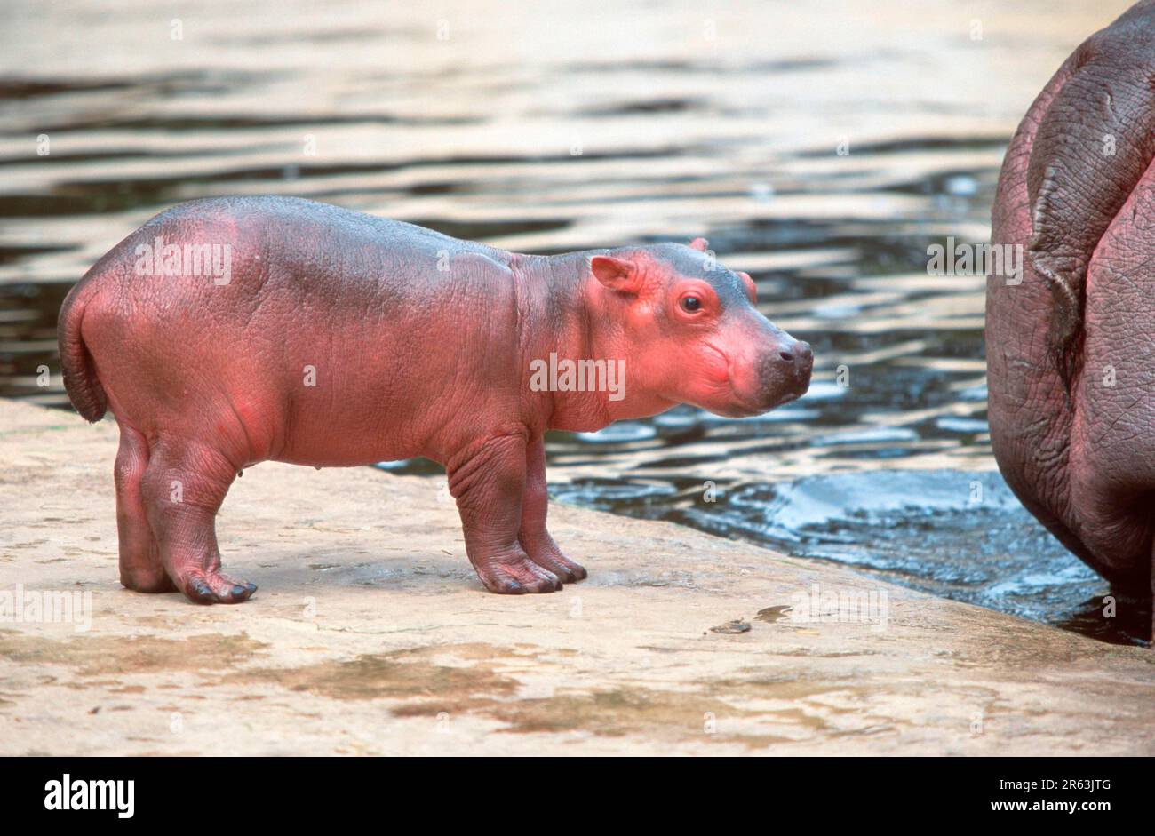 Young Hippopotamus (Hippopotamus amphibius), Flusspferd, Jungtier ...