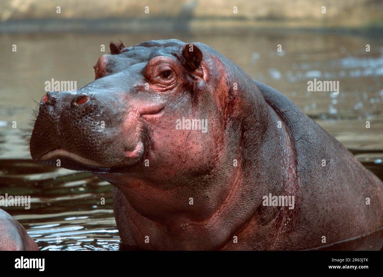 Hippopotamus amphibius hippo hi-res stock photography and images - Alamy