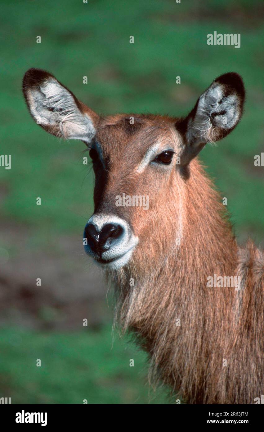 Defassa waterbuck, female (Cobus ellipsyprymnus defassa) (mammals ...