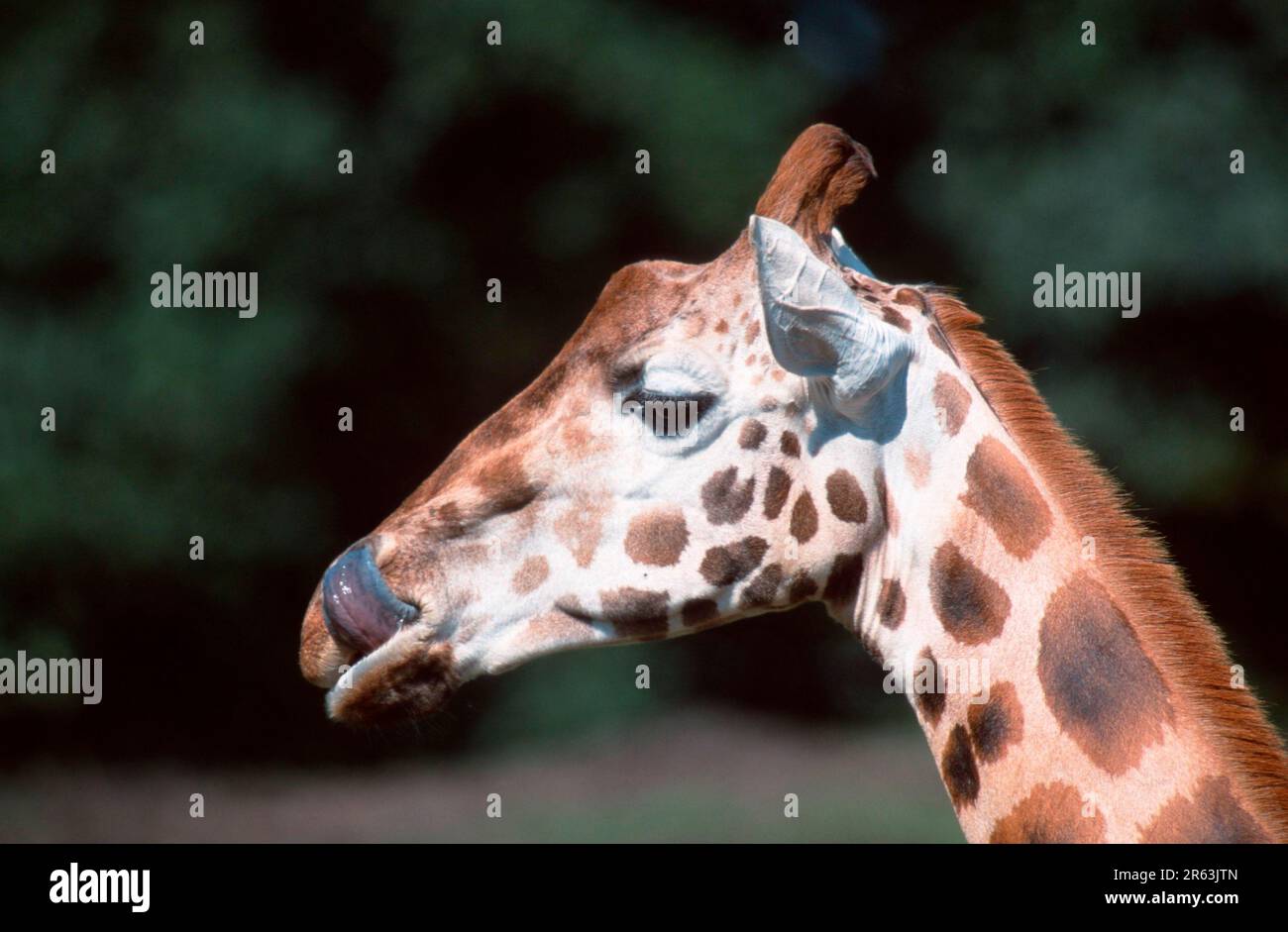 Giraffe (Giraffa camelopardalis), Giraffe, putzt sich die Nase ...