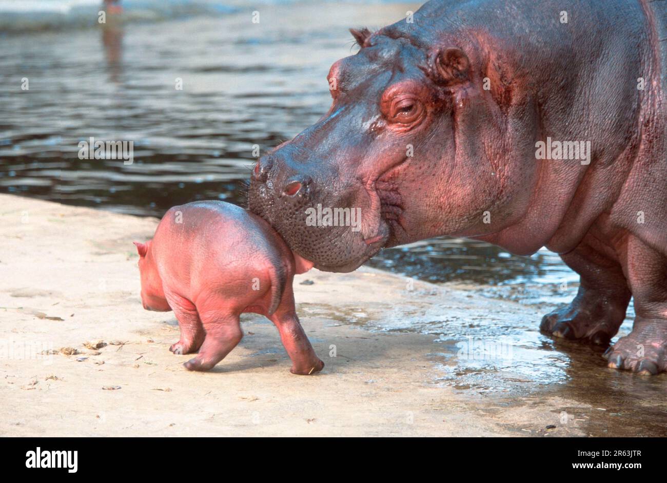 Hippopotamus (Hippopotamus amphibius) licking young, Flusspferd beleckt ...