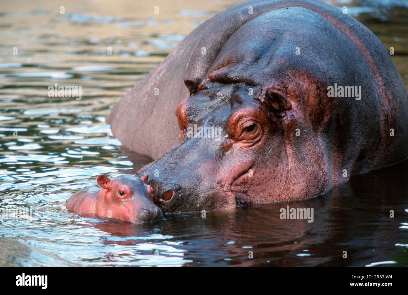 Hippo (Hippopotamus amphibius) with young animal Stock Photo - Alamy