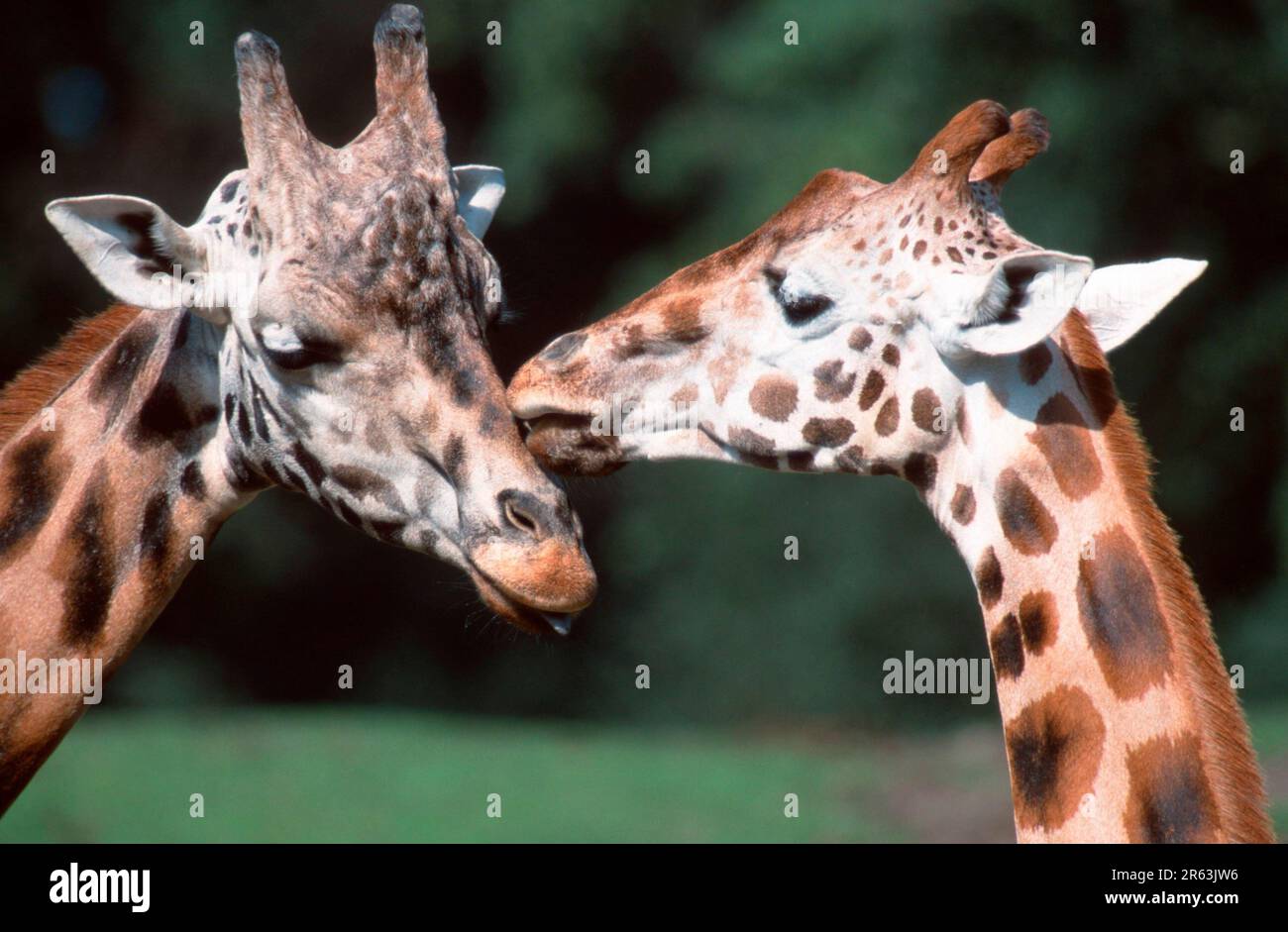 Giraffes (Giraffa camelopardalis), pair, licking each other (Africa ...