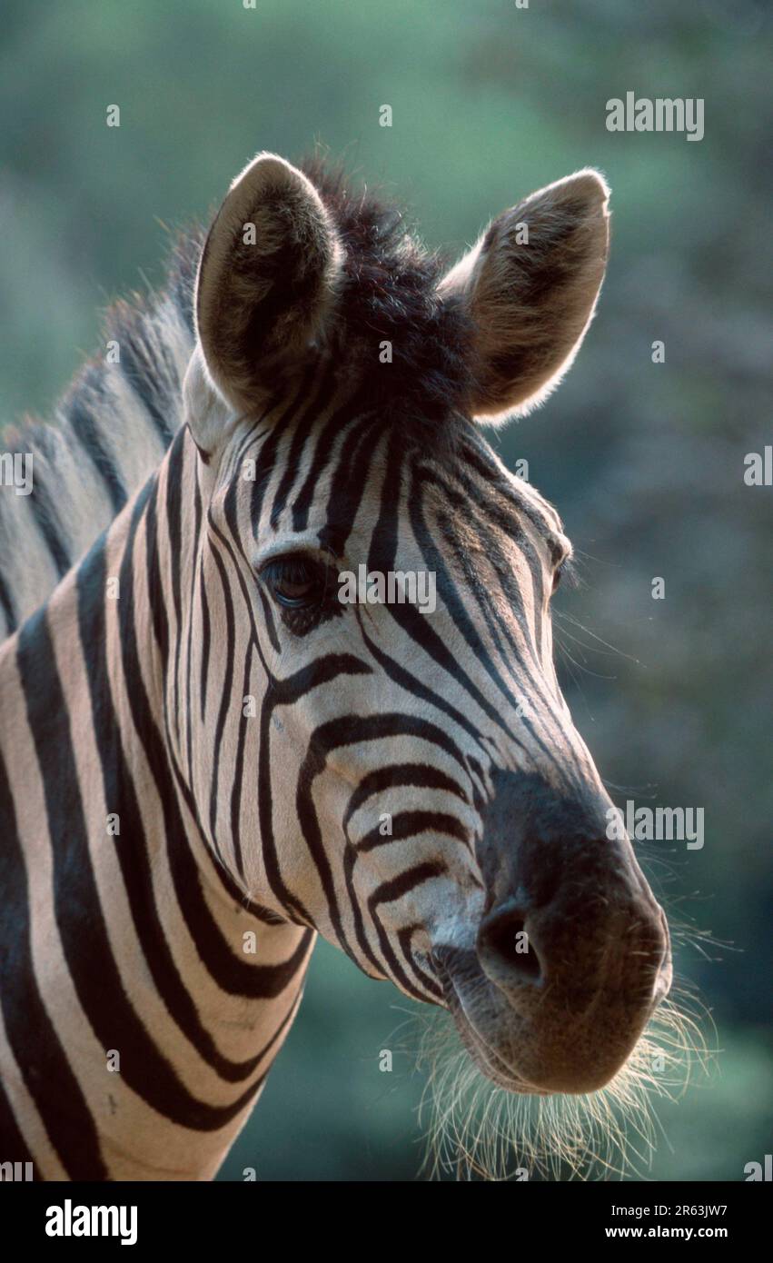 Chapmanzebra hi-res stock photography and images - Alamy