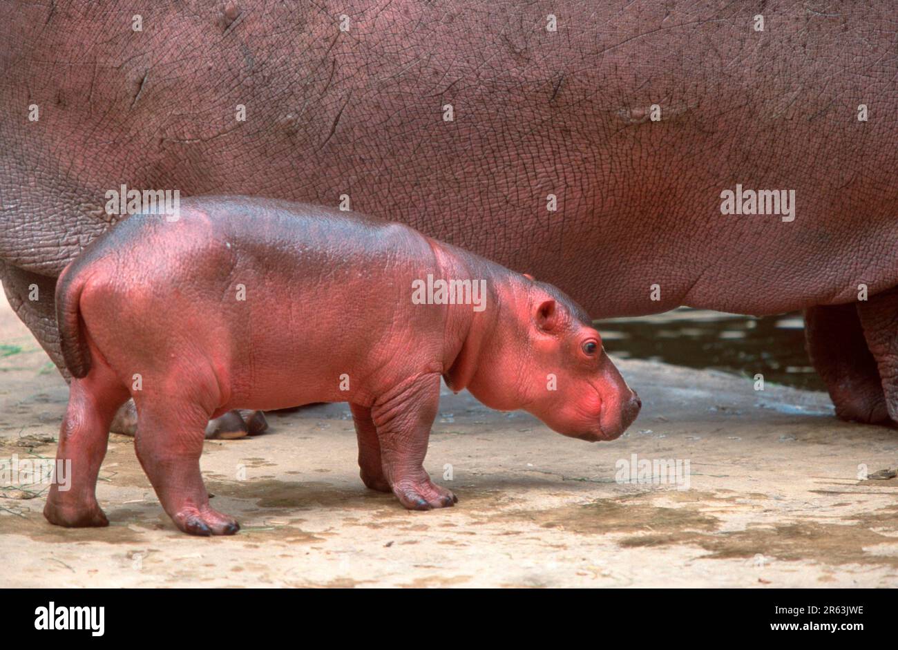 Young hippo, young animal next to mother, Hippopotamus (Hippopotamus ...