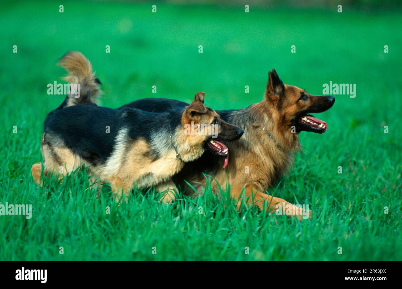 German Shepherds, Alsatians Stock Photo - Alamy