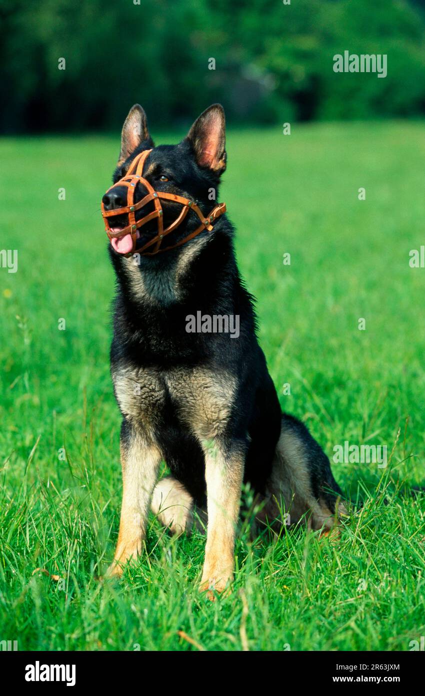 German Shepherd Dog, Shepherd Dog, Muzzle Stock Photo - Alamy