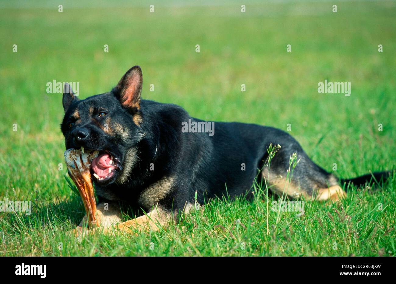 German Shepherd Dog Eats Bones, Alsatian Stock Photo - Alamy
