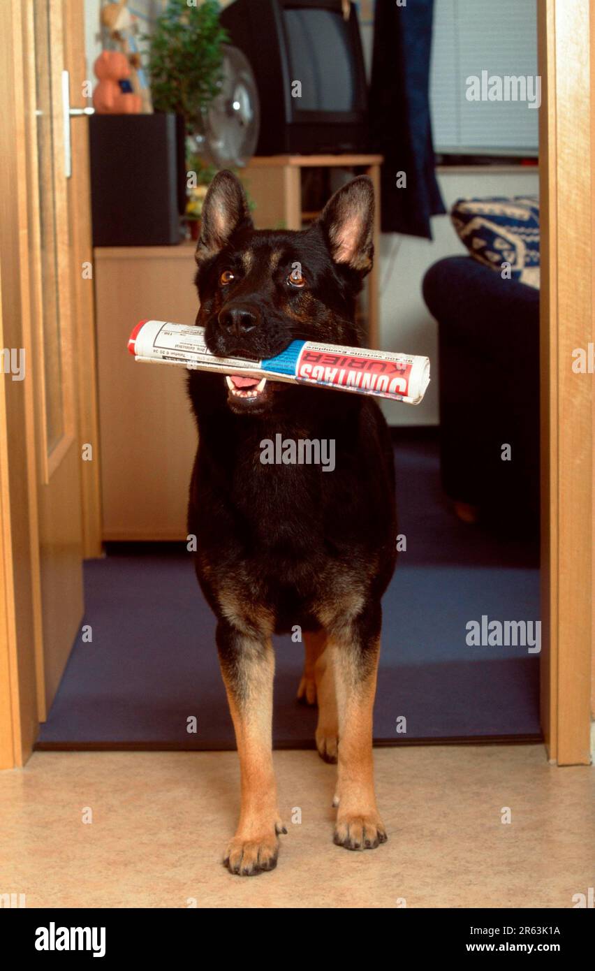 German shepherd dog with magazine, Alsatian Stock Photo - Alamy