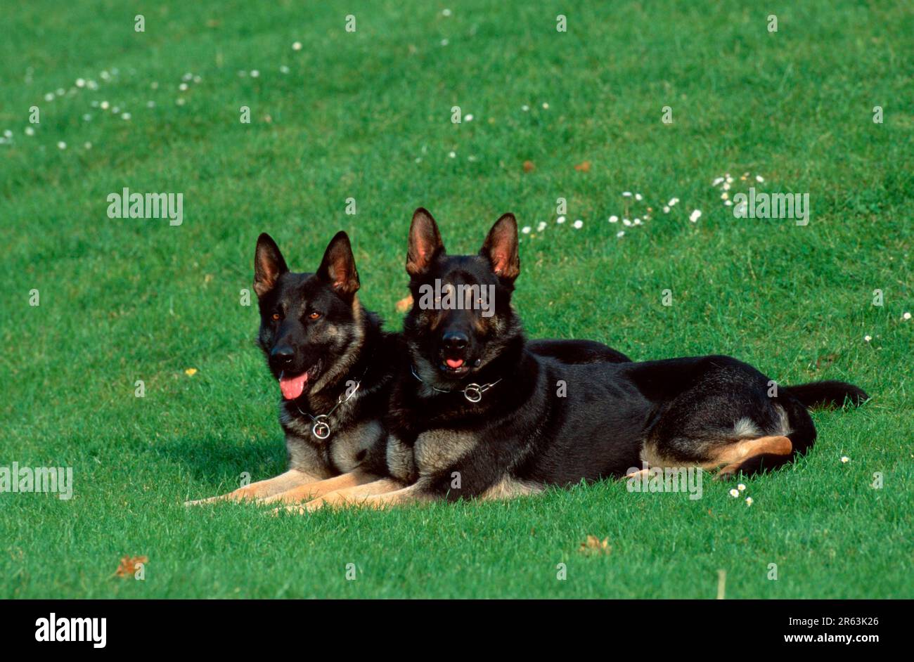 German Shepherds, Alsatians Stock Photo - Alamy