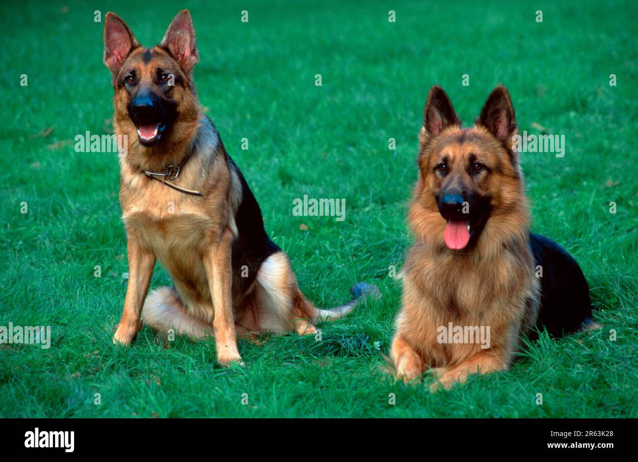German Shepherds, Alsatians Stock Photo - Alamy