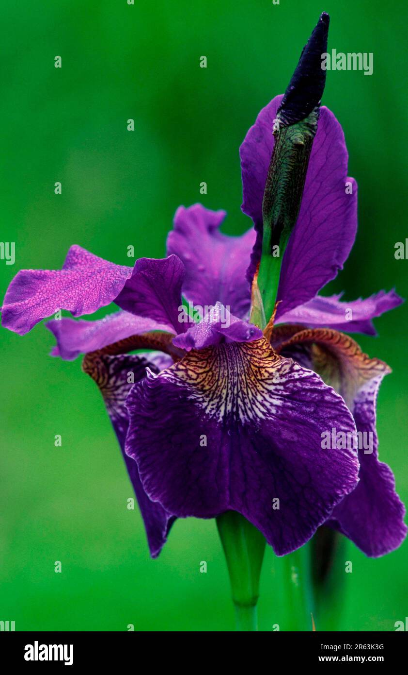 Butterfly iris (Iris spuria hybride), steppe iris, plants, flowers ...
