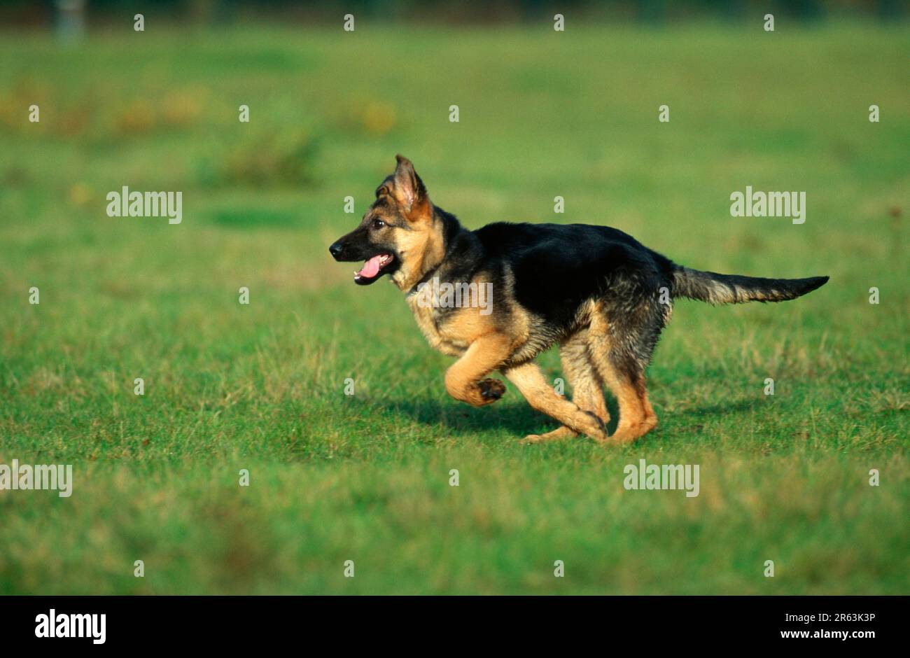Young puppy german shepherd side hi-res stock photography and images ...