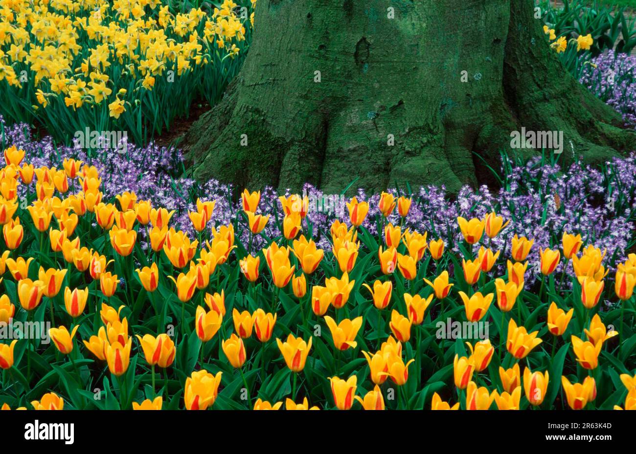 Tree bulbous trunk hi-res stock photography and images - Alamy