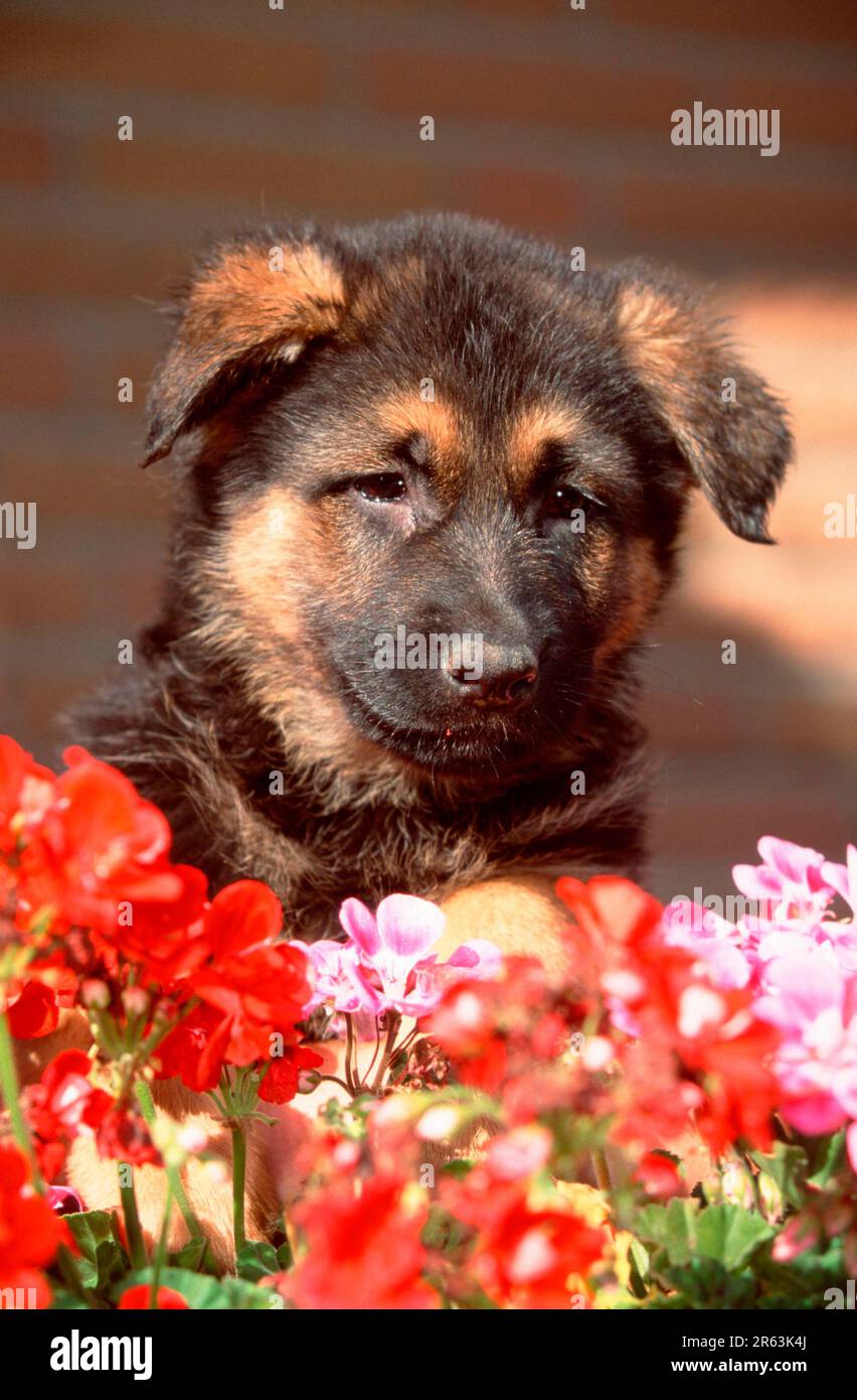 German shepherd, puppy, 8 weeks, Alsatian Stock Photo - Alamy