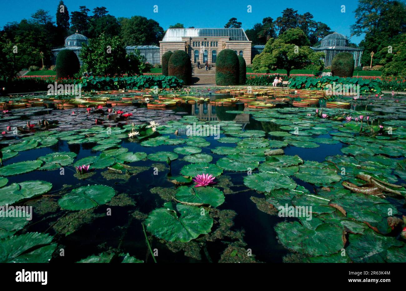Pond with water lilies, Wilhelma Stuttgart, water lily pond, Baden ...