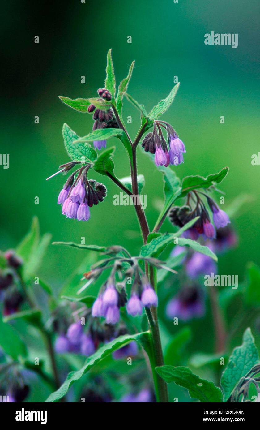 Common comfrey (Symphytum officinale Stock Photo - Alamy