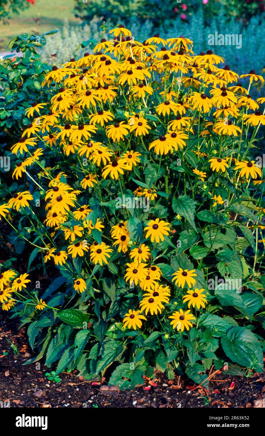 Black-eyed orange coneflower (Rudbeckia fulgida), coneflower, flowers ...