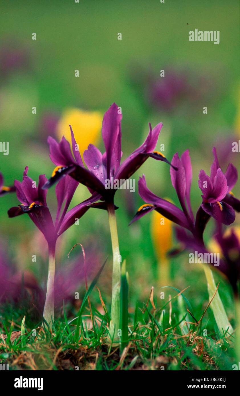 Iris (Iris reticulata hybride), Netziris, Zwergiris, Blumen, flowers ...