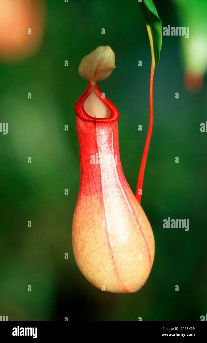 Tropical pitcher plants (Nepenthaceae) (Nepenthes spec.), Pitcher plant ...