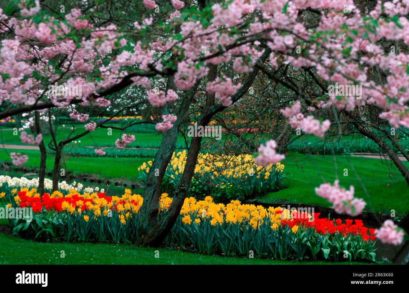 Keukenhof Garden, Lisse, Netherlands, Keukenhof, flowering, flowerbed ...
